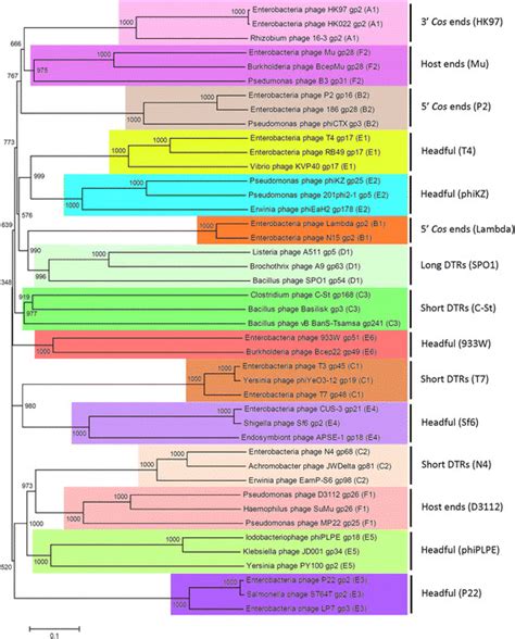 Neighbor Joining Tree Of Large Terminase Proteins This Tree Was
