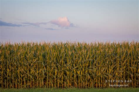 Photo Corn Field Iowa
