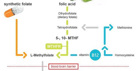 L Methylfolate Album On Imgur