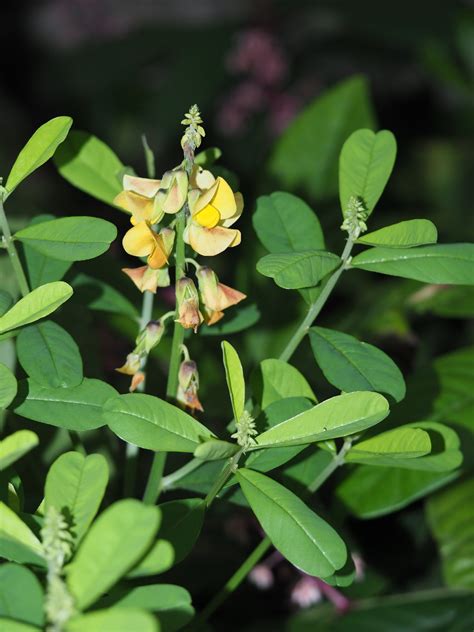 Crotalaria Retusa Picturethis