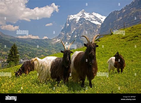 Goats Might Hi Res Stock Photography And Images Alamy