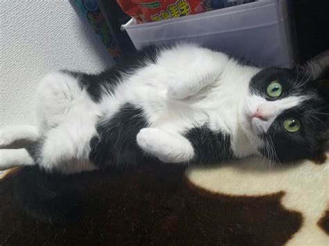 ﾊﾁﾜﾚ猫ちゃん