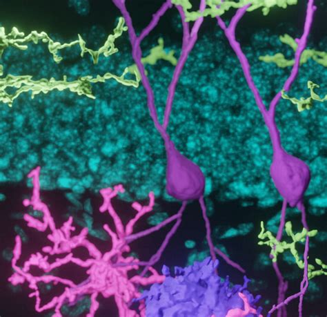 Scientists Enhance New Neurons to Restore Memory, Elevate Mood in Alzheimer’s Disease Research ...