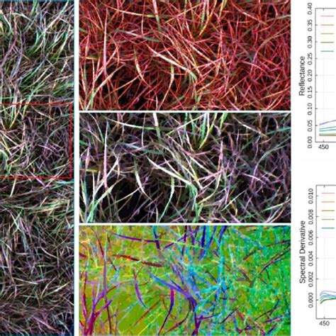 Image Segmentation And Spectral Derivative Calculation Results An