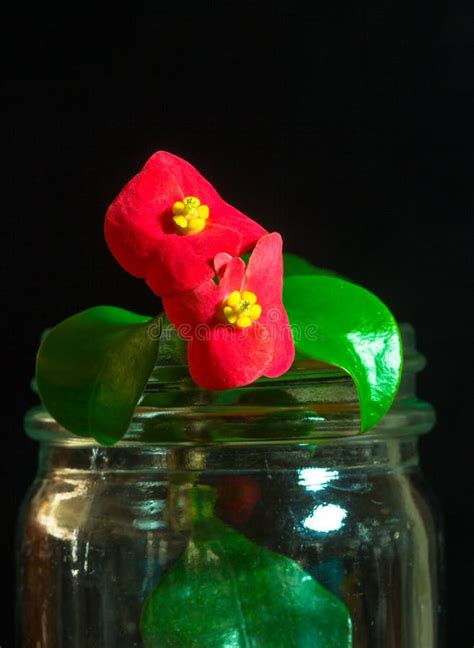Fibrous Begonia Or Wax Begonia Was Placed In Terrarium Botanical