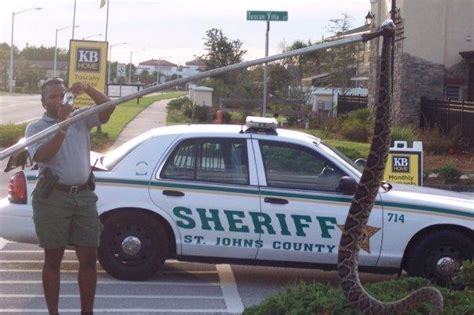 Largest Rattlesnake Ever Caught The Hunting Game