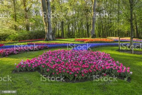 아름다운 화단과 사람이없는 네덜란드의 Keukenhof 왕실 꽃밭의 아름다운 풍경 0명에 대한 스톡 사진 및 기타 이미지 0