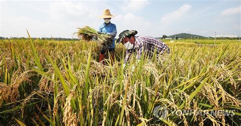 노랗게 익은 벼
