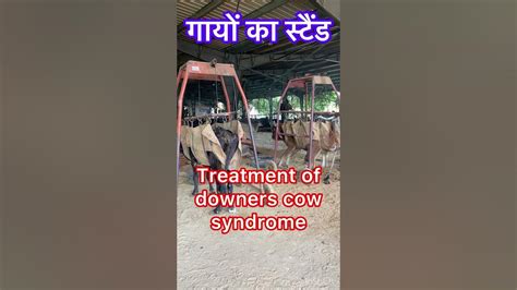 Downer Cow Syndrome L Dr Umar Khan Youtube