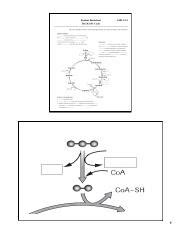 Understanding the Krebs Cycle: Key Molecules and Processes | Course Hero