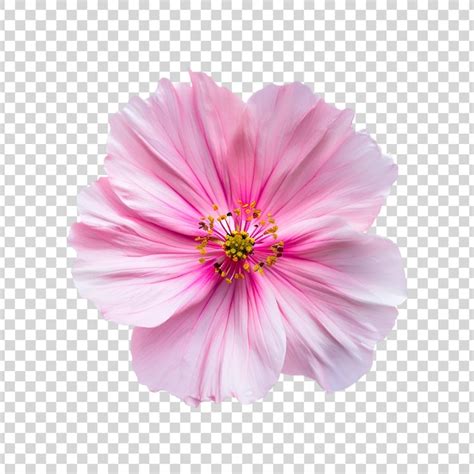 Premium Psd Pink Flowers On A White Background