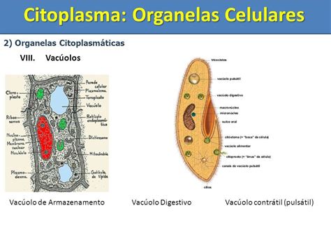 Biologia Tema Organelas Celulares Citoplasma Organelas Celulares