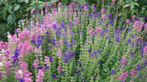 Цветы которые не требуют ухода Домоседы