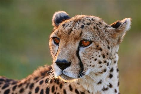 Prehistoric Cheetahs Locked In Battle To Death Discovered In Grand Canyon