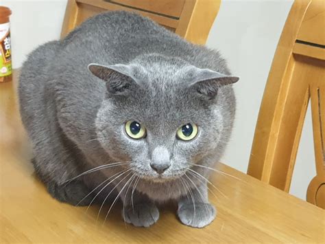 러시안블루 정군이 고양이 책임분양♥분양완료 고양이입양 강아지입양 유기견입양 현황 아이조아보호소