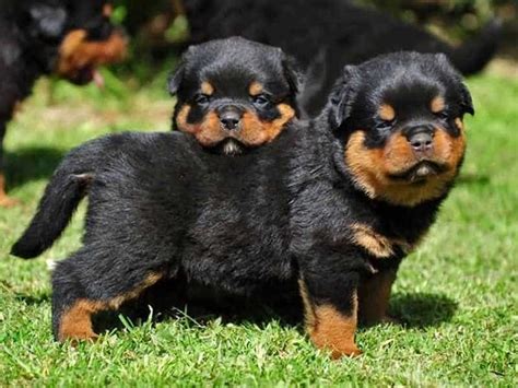 Bảng giá chó Rottweiler Thuần Chủng tại Việt Nam Mua Bán Chó Rottweiler ở đâu Siêu Pet