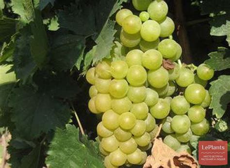 Виноград культурный 'Мускат десертный' — описание сорта, характеристики ...
