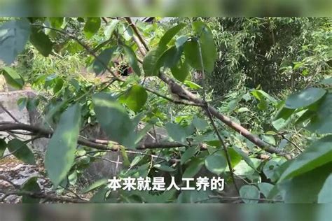 朋友送了一只小鸟，刚回来就跑了小鸟朋友