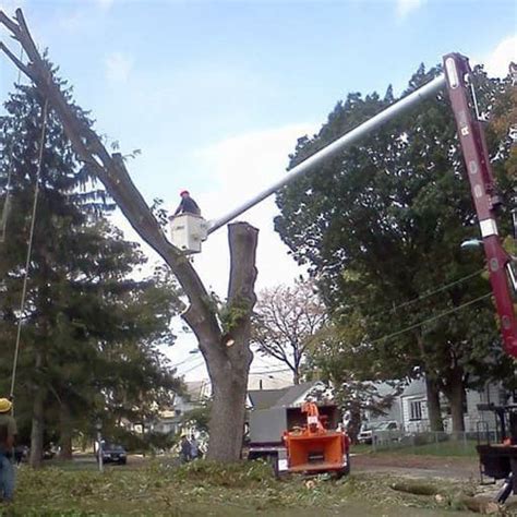 Portfolio Hanumanthu Tree Cutting Services