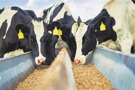 Granules Cattle Feed Supplements Packaging Type Pp Bag Packaging