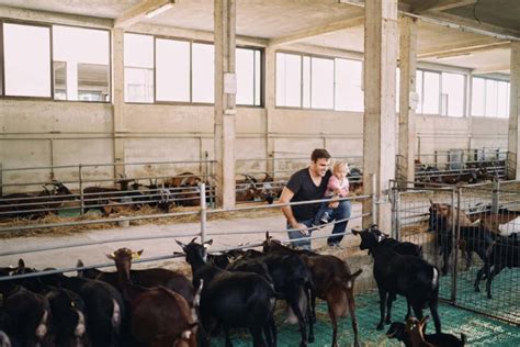Goat Farm Infrastructure: How to Design Efficient Facilities