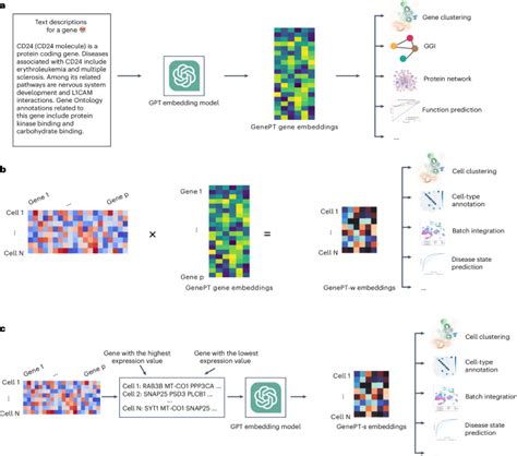 Simple And Effective Embedding Model For Single Cell Biology Built From Chatgpt