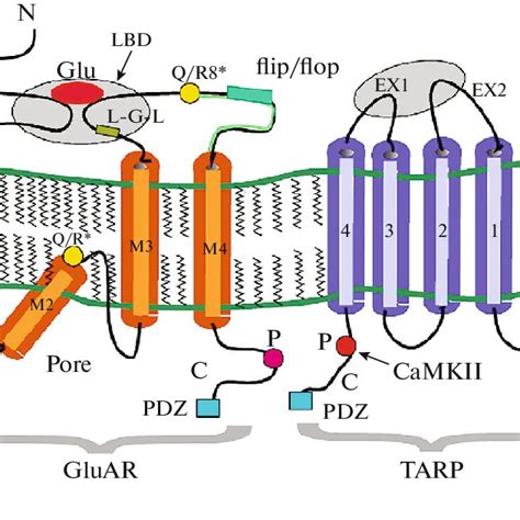 Pdf Participation Of Ca2 Permeable Ampa Receptors In Synaptic Plasticity