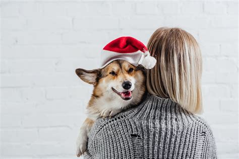 후면 회색 스웨터 재미 Pembroke 웨일즈 어 Corgi 화이트에 산타 모자를 들고 있는 여자의 모습 개에 대한 스톡 사진