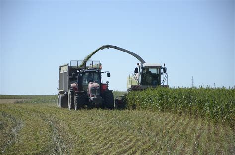Ensilando Sorgo Forrajero Picado Transporte Y Prensado Twins Farm