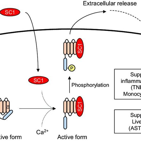Schematic Representation Of The Anti Inflammatory Effect Of Sc1