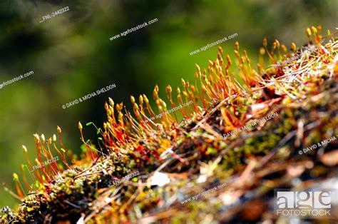 Detail of moss, Germany, Stock Photo, Picture And Rights Managed Image ...