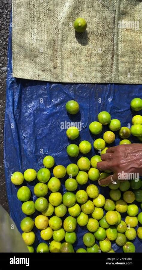Green Citrus Latifolia Stock Videos Footage HD And 4K Video Clips