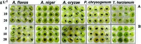 Morphologies Of The Fungimicroalgae Pellets Observed At 24 H In