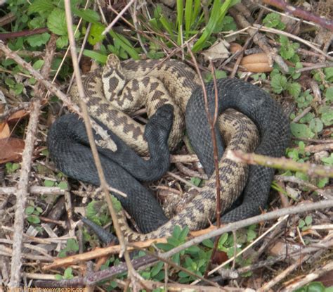 Postcards From Sussex Adders And Grizzlies At Mill Hill