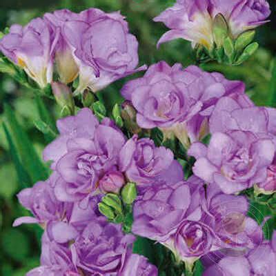 Фрезия махровая синяя (Freesia Dubbel Blauw / Double Blue) купить ...