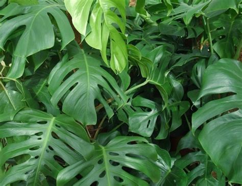 7 Plantas Que Se Riegan Una Vez Por Semana Plants Monstera Deliciosa