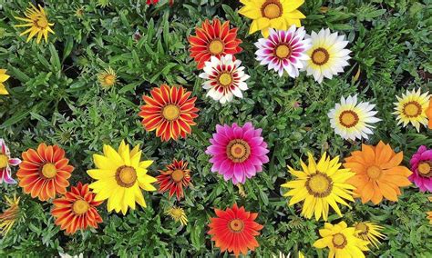 Details 184 Imagen Gazania Morada Abzlocal Mx