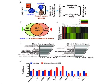 Bioinformatics Analysis Of Up Regulated And Down Regulated Genes In
