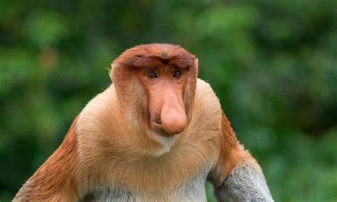 Qué ver en Borneo 10 lugares que no quieres perderte IATI Seguros