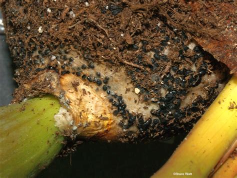 Tulip Botrytis Bulb Rot Cooperative Extension Insect Pests Ticks