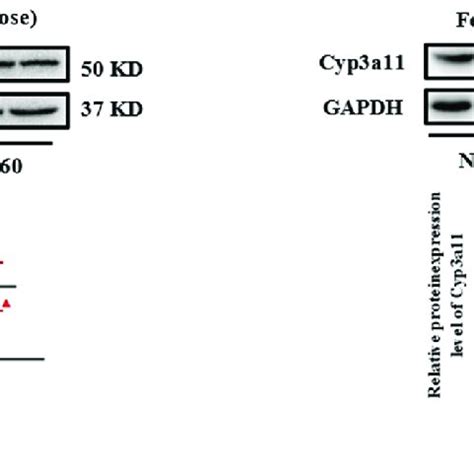 Prenatal Exposure To LPS Altered The Protein Expression Of Cyp3a11 In