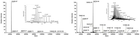 LC MS Analysis Accurate Protein Molecular Weight Determination