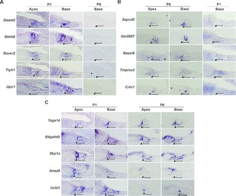 In Situ Validation Of Supporting Cell Specific Transcripts Examples Of Download Scientific