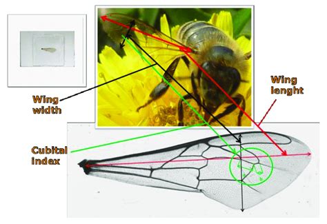 Images 1 3 Morphometric Measurement Site Wing Width Wing Length