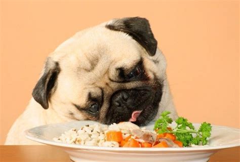 Consejos De Nutrición Para Mejorar La Alimentación De Tu Perro Patasbox