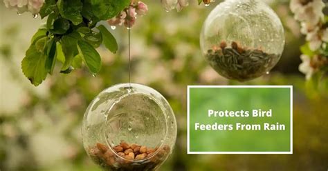 How To Protect Bird Feeders From Rain BirdsDepot