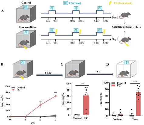 Frontiers The Microglial Innate Immune Receptor Trem2 Participates In Fear Memory Formation