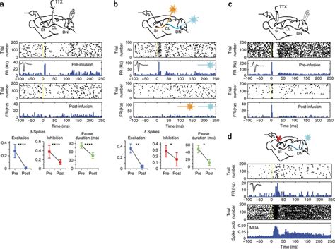 Cerebellar Evoked Striatal Responses Are Mediated By The Disynaptic