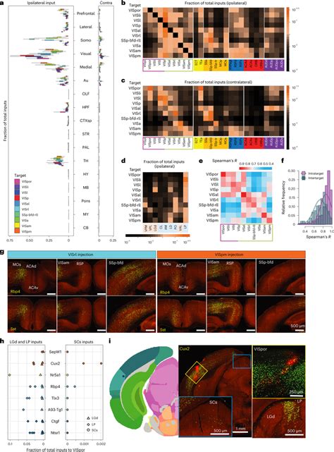 Comparison Of Brain Wide Inputs To Neurons In The Primary Visual Cortex