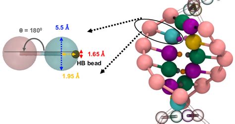 Schematic Representation Not Drawn To Scale Of The 3 Bead CG Model Of